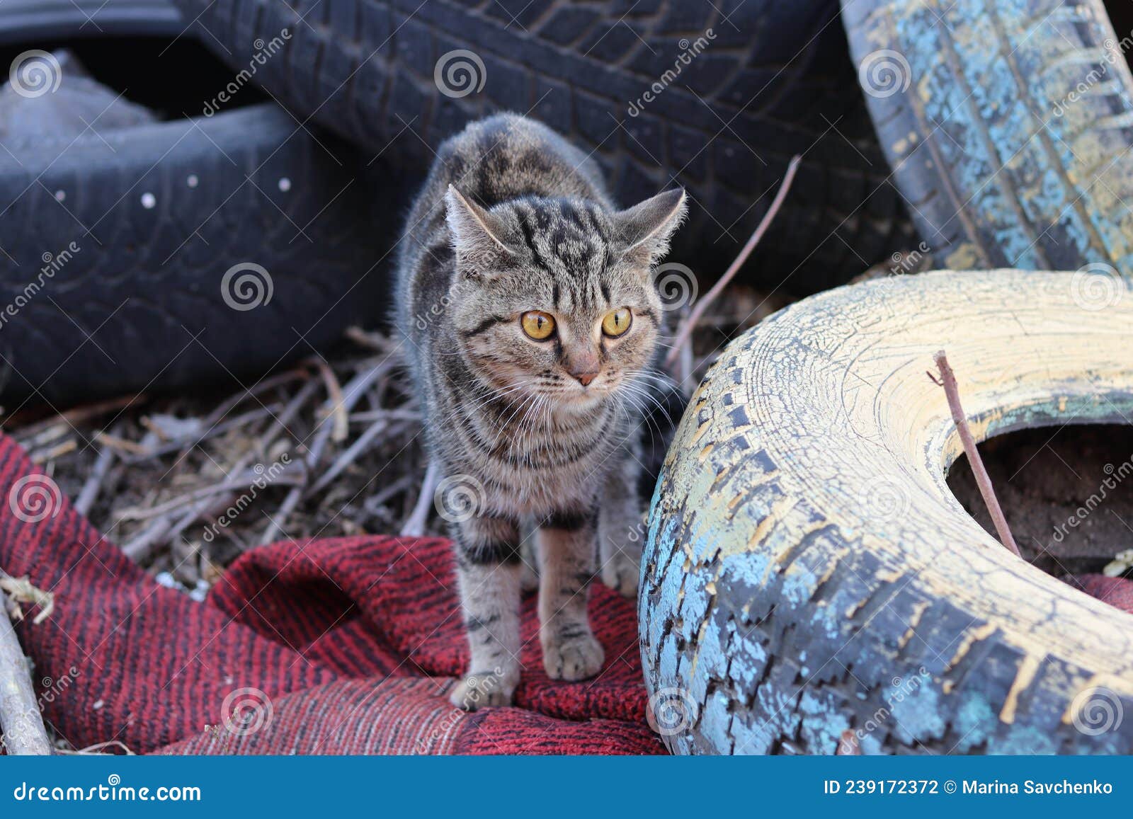 Cat in a Garbage Dump on the Background of Tires ï¿¼ Stock Photo ...
