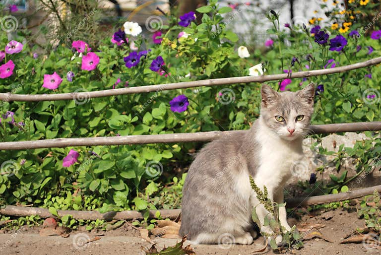 Cat in the garden stock image. Image of floral, kitty - 17167673