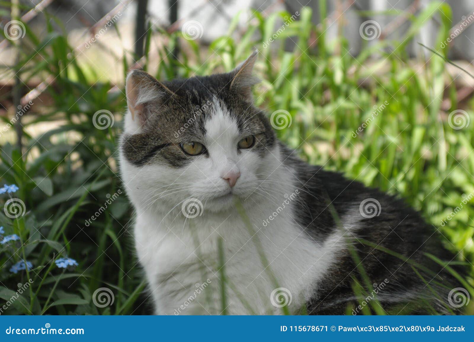 Gagging Cat Stock Photos - Free & Royalty-Free Stock Photos from Dreamstime