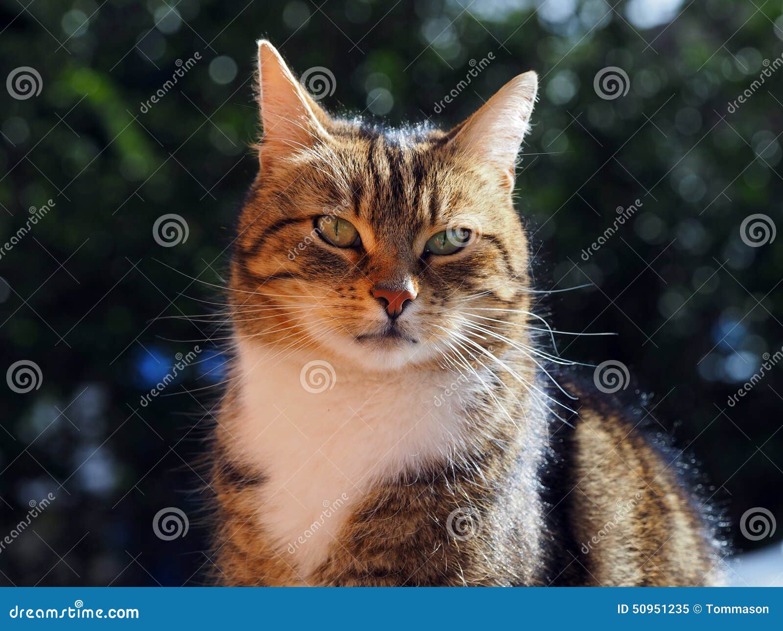 Cat stock image. Image of sunlight, domestic, mammal - 50951235