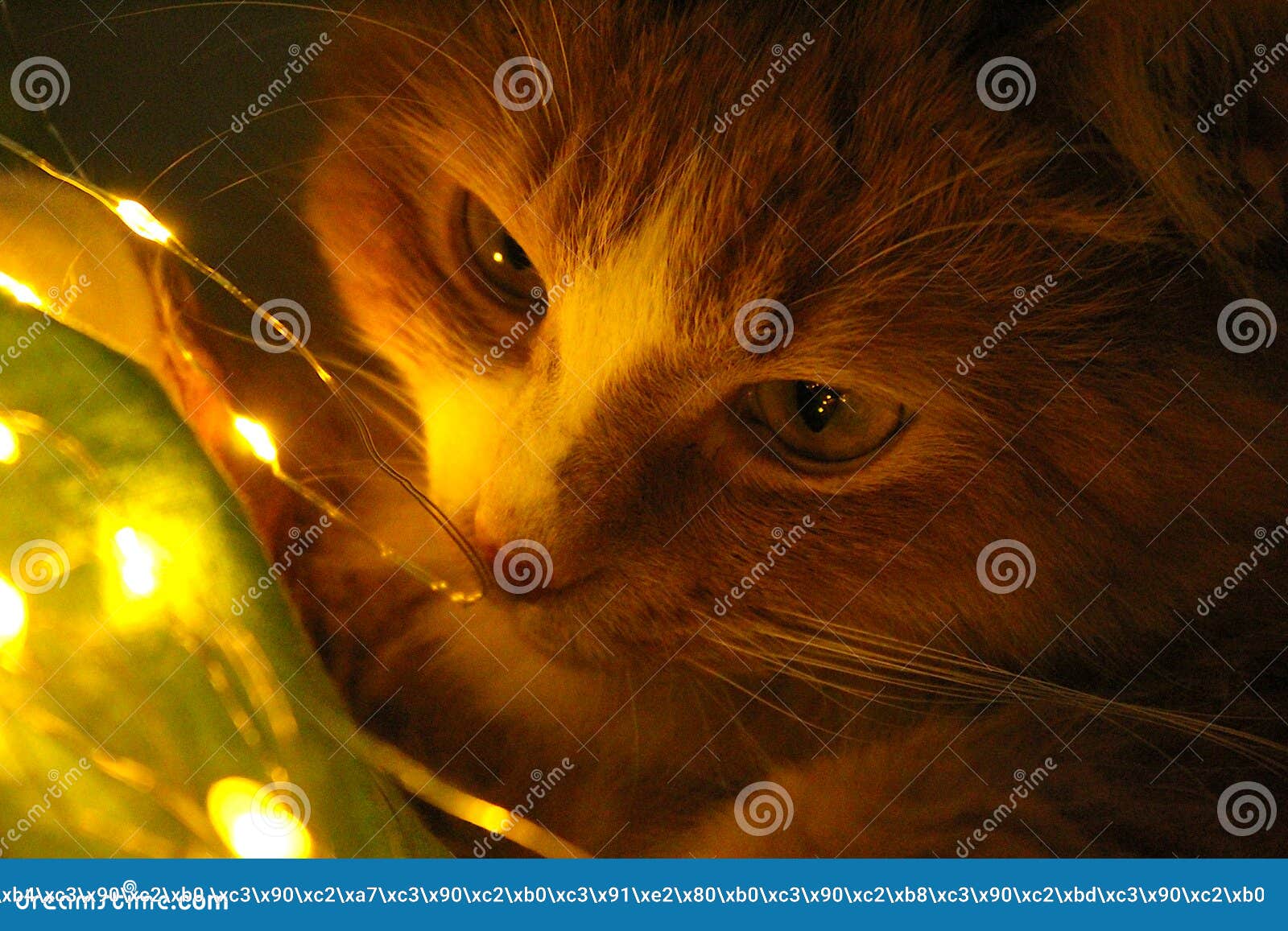 Cat among the garland stock photo. Image of garland - 205896574