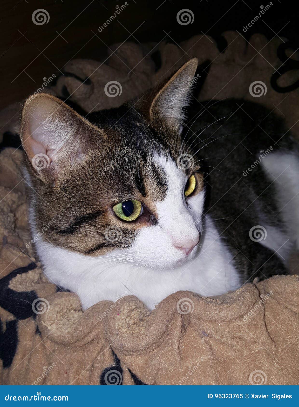 Gato Relajado Stock Photos - Free & Royalty-Free Stock Photos from ...