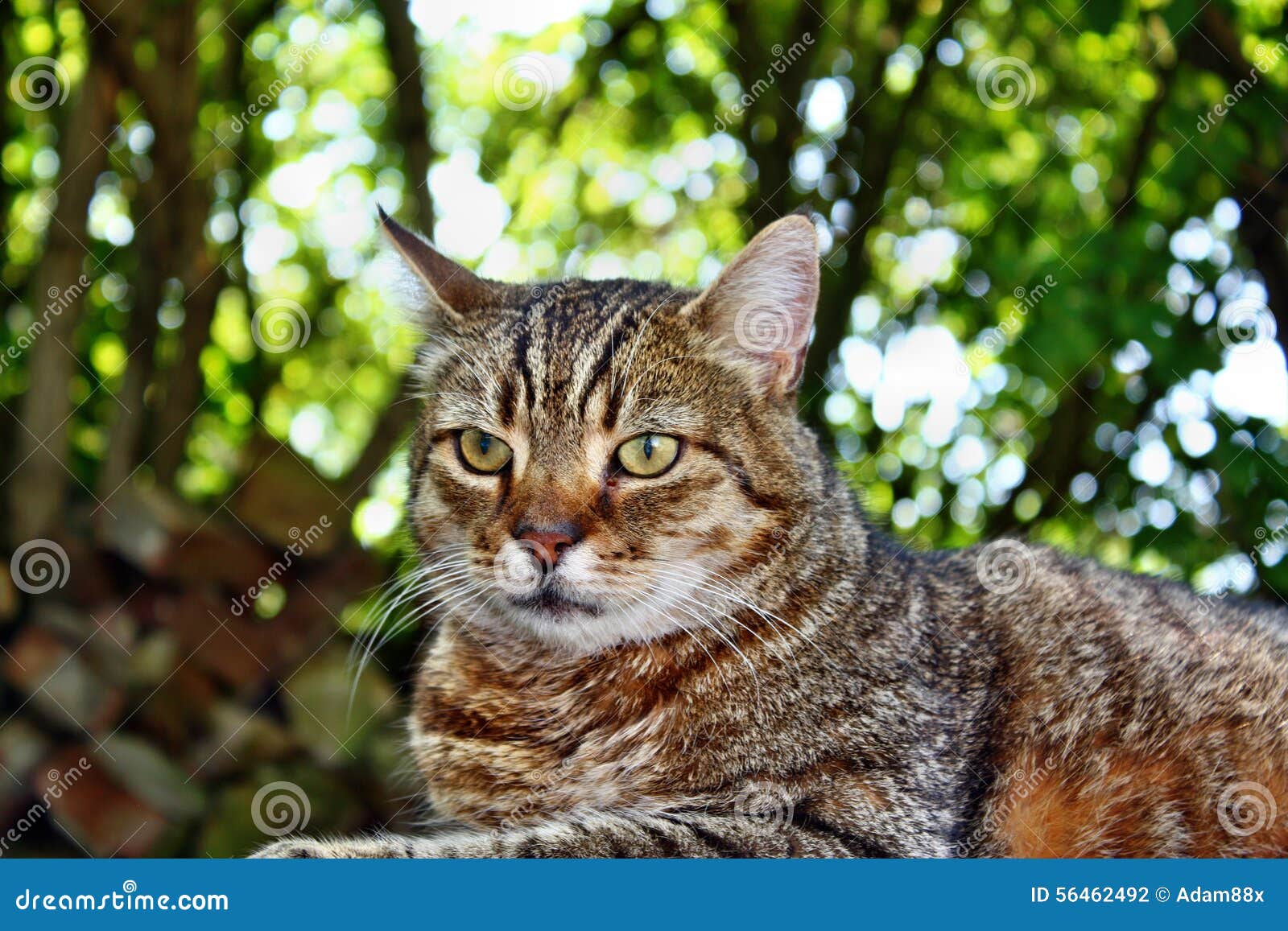 Cat Gaze stock foto. Image of sluit, hoofd, vriend, dier - 56462492