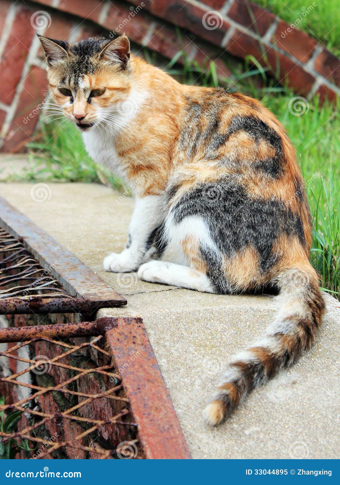 Cat gaze ahead stock image. Image of fengrossment, color - 33044895