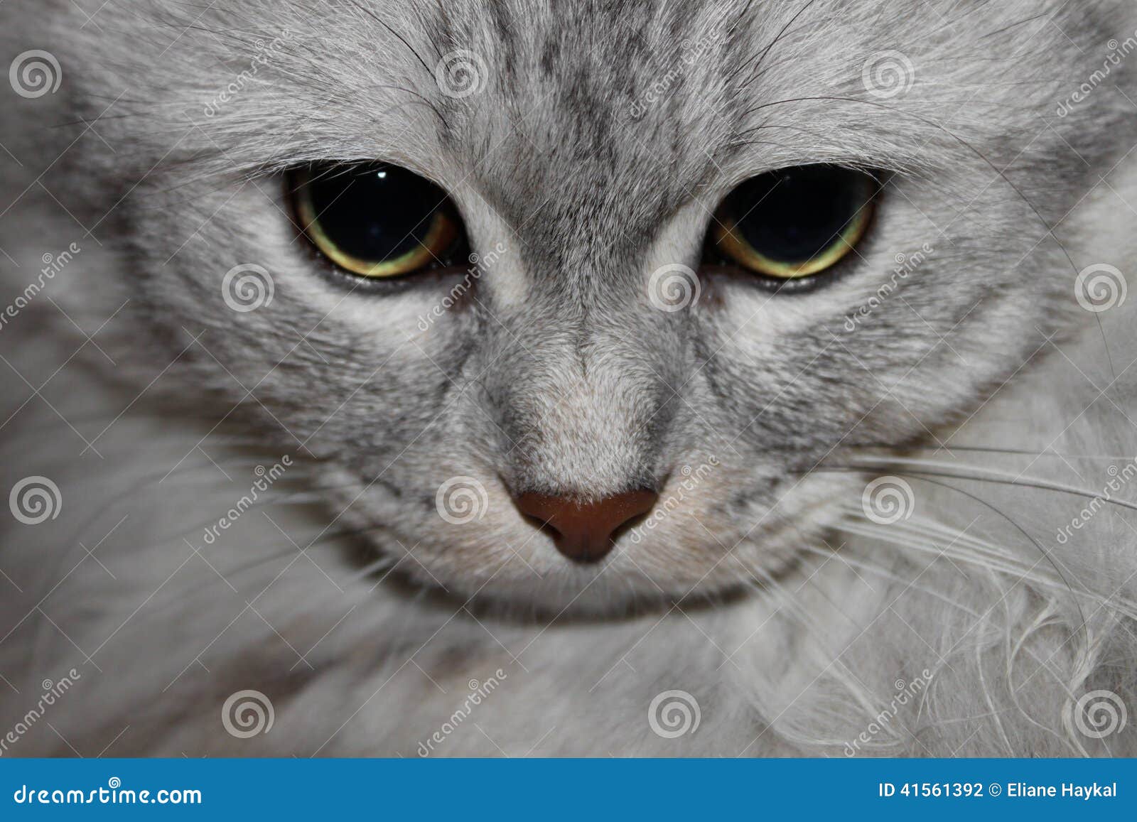 Cat Gaze stock photo. Image of beautiful, close, gray - 41561392