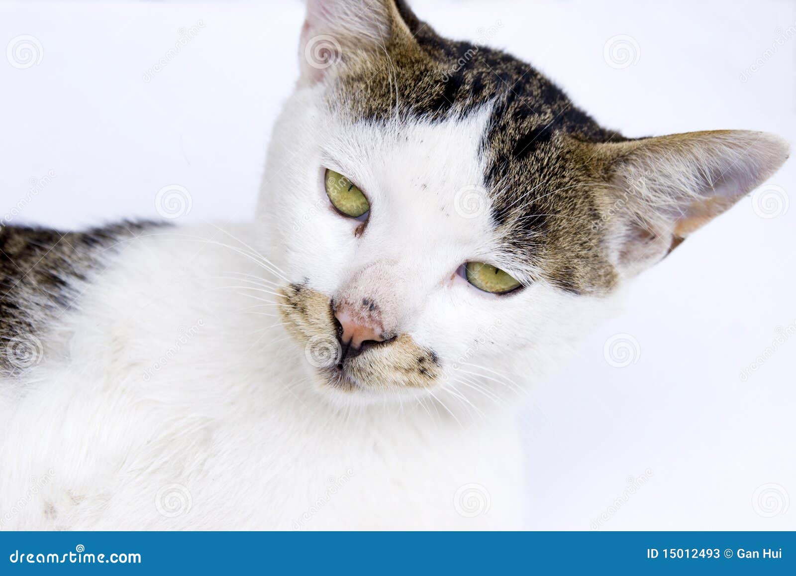 Cat gazing stock image. Image of domestic, bright, gaze - 15012493