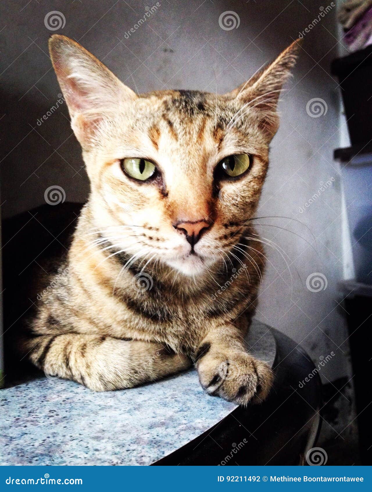 Cat gazing stock photo. Image of cats, gazing, eyes, sitting - 92211492