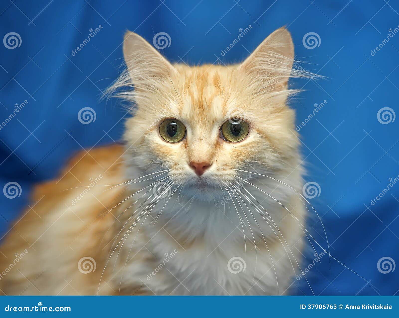 Cat gentle peach color stock image. Image of household - 37906763