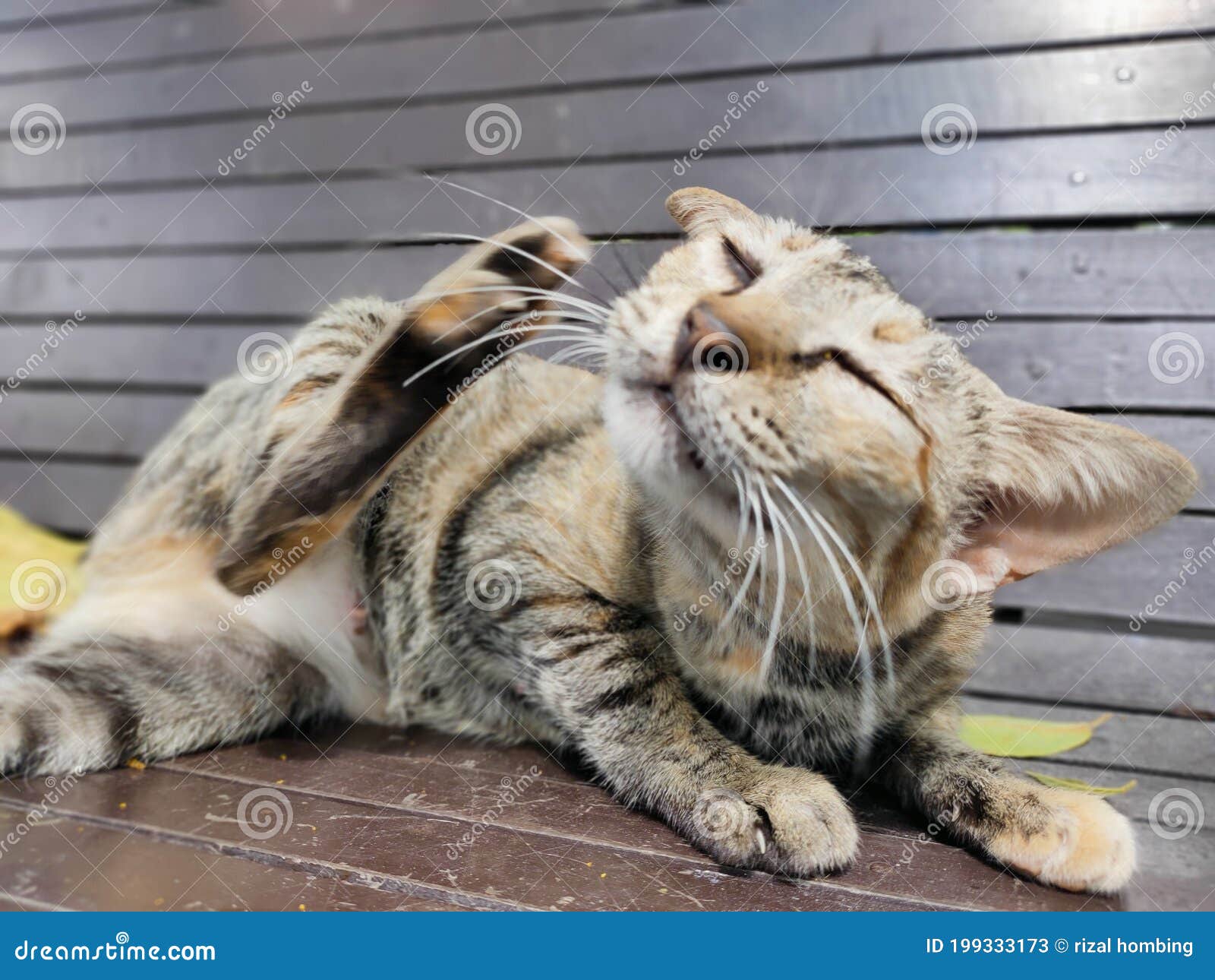 The cat get up stock image. Image of sleep, lazy, kitten - 199333173