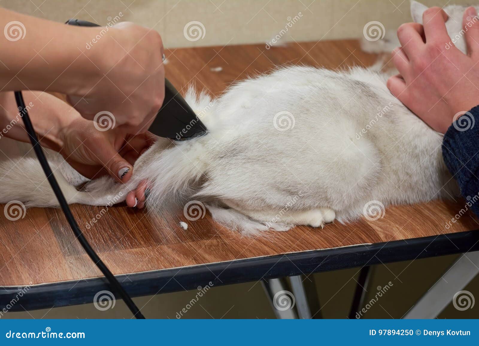 Cat Getting Haircut Close Up Stock Photos - Free & Royalty-Free Stock ...