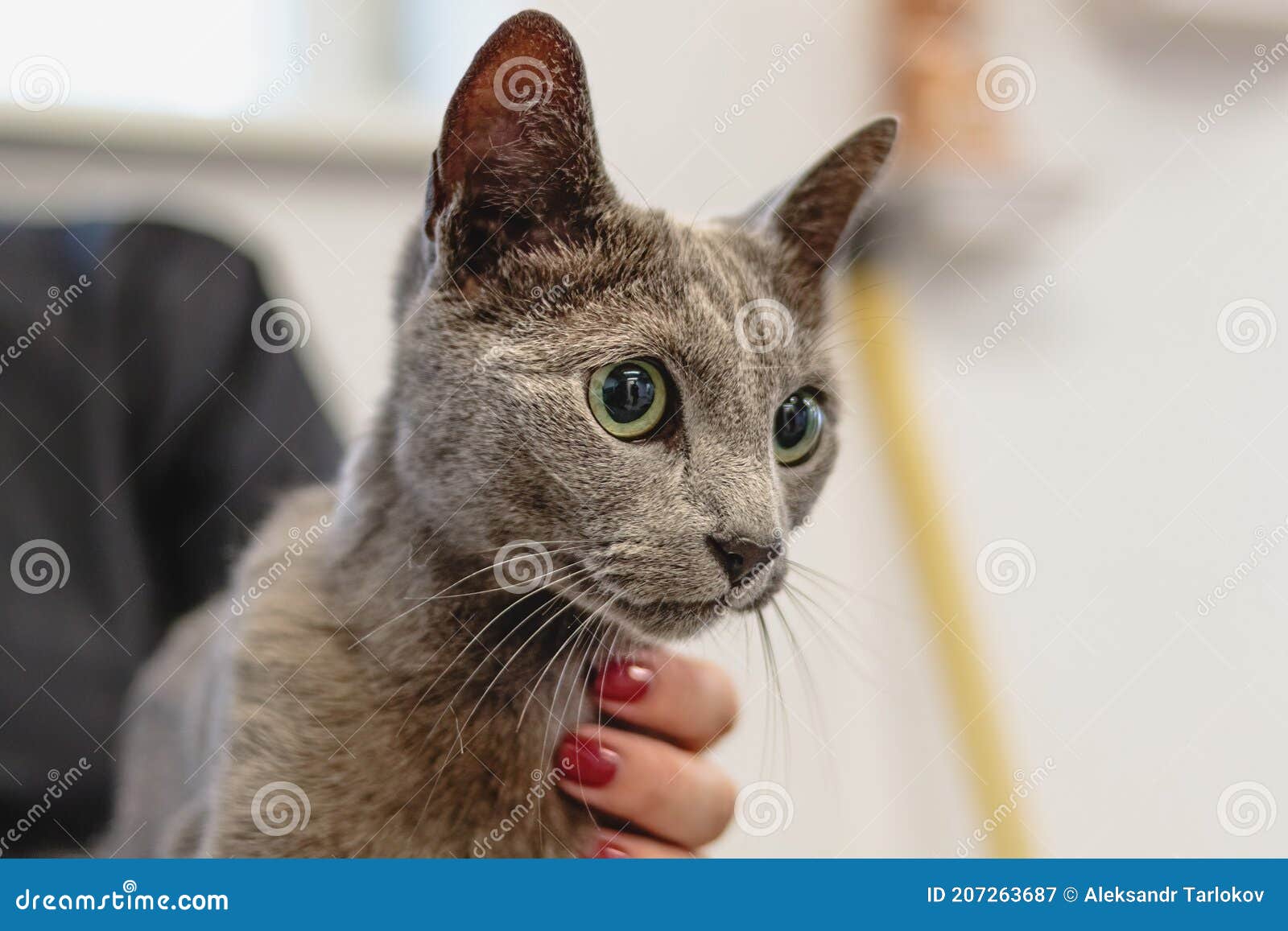 Cat Getting Haircut at Grooming Salon and Pet Spa Stock Image - Image ...