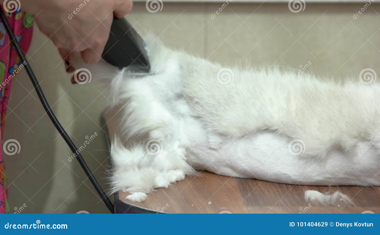 Cat getting haircut. stock video. Video of feline, animal - 101404629