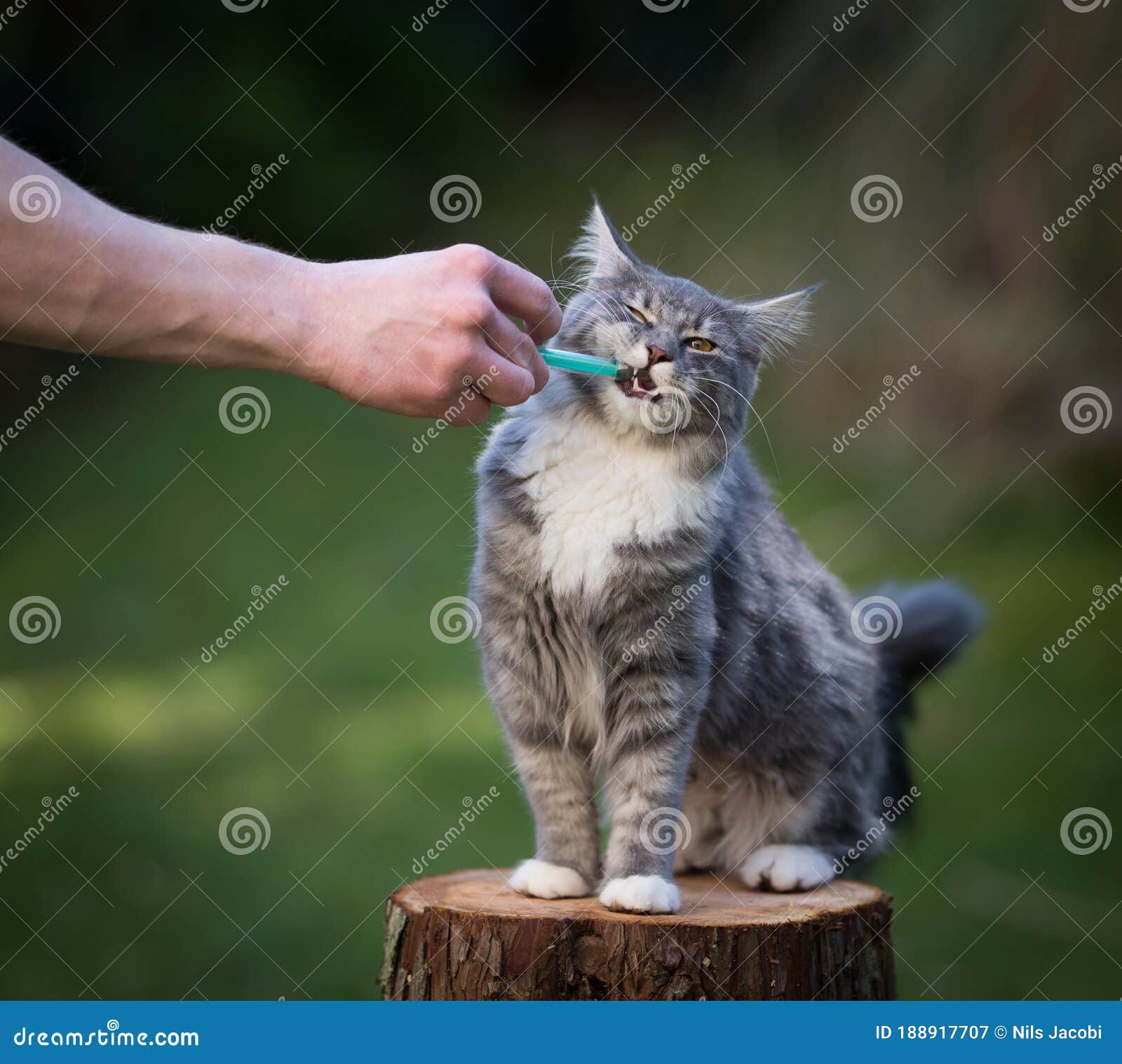 Cat Getting Medication with Syringe Stock Image - Image of area, cute ...