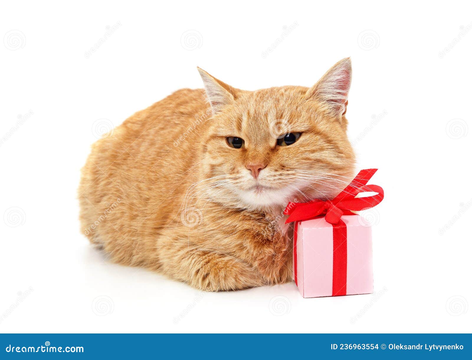 Cat with a gift stock photo. Image of isolated, gift - 236963554