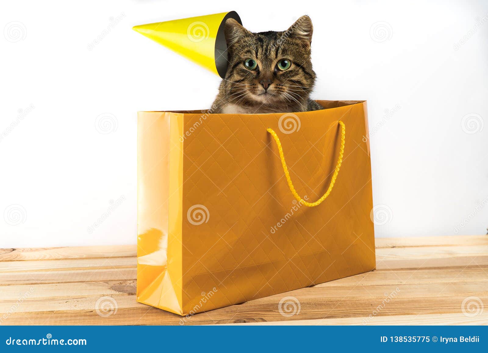 Cat Gift. Cat Sits in the Package Stock Image - Image of calendar ...