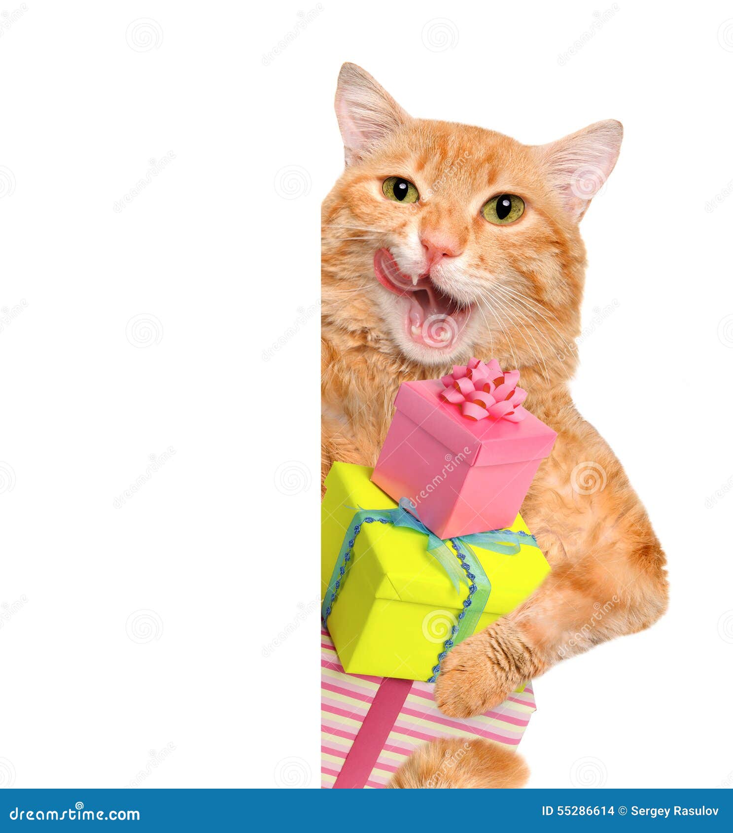 Cat with gift. stock photo. Image of beautiful, charming - 55286614