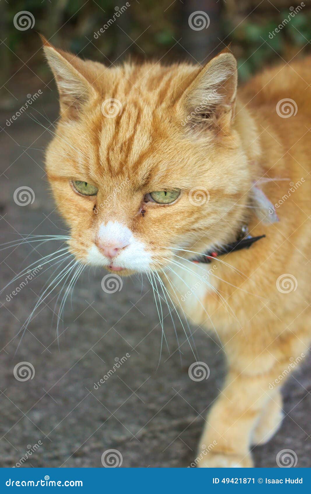Ginger cat stock image. Image of wiskers, animals, ginger - 49421871