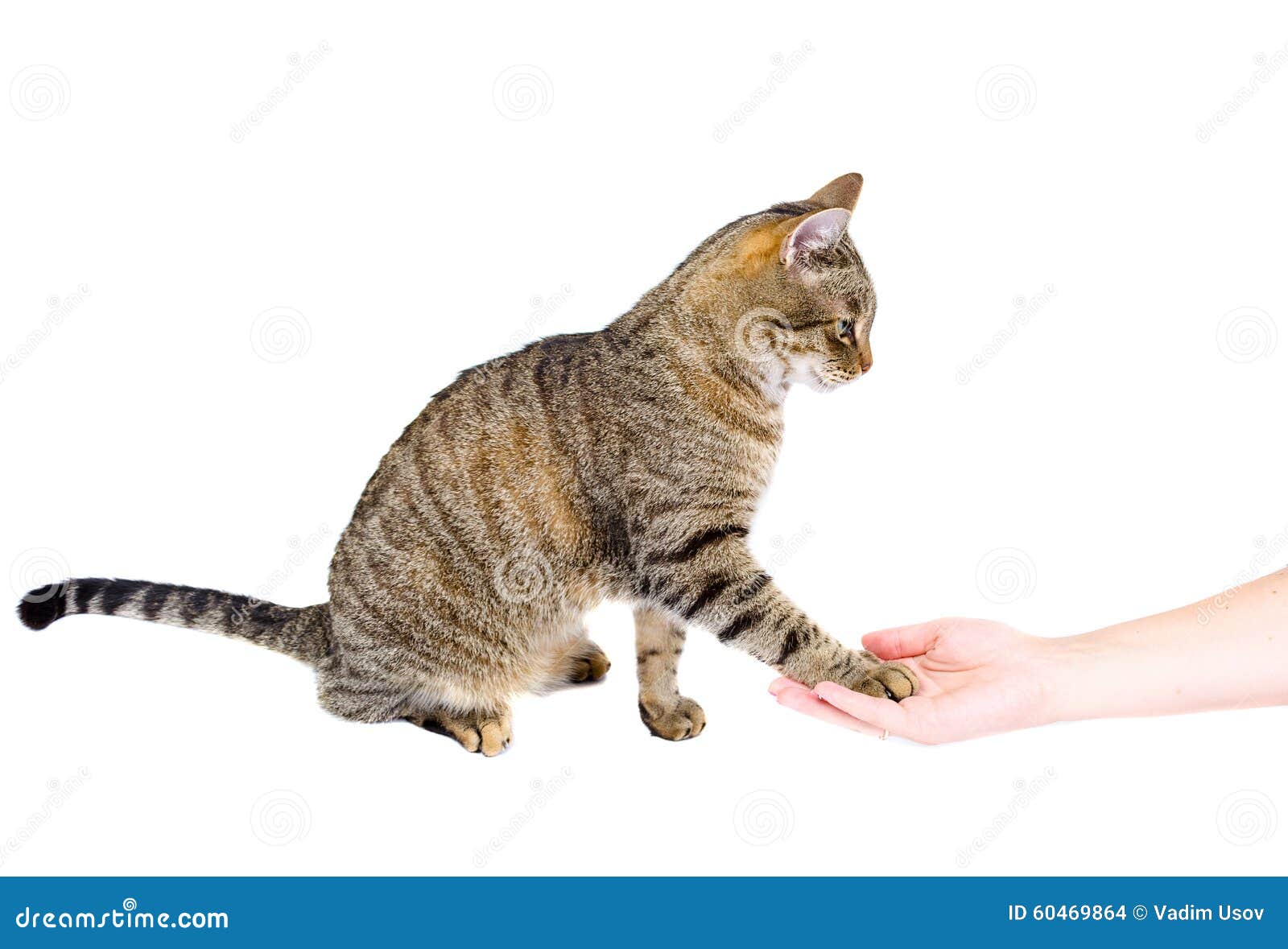 Cat gives paw stock photo. Image of isolated, friendly - 60469864