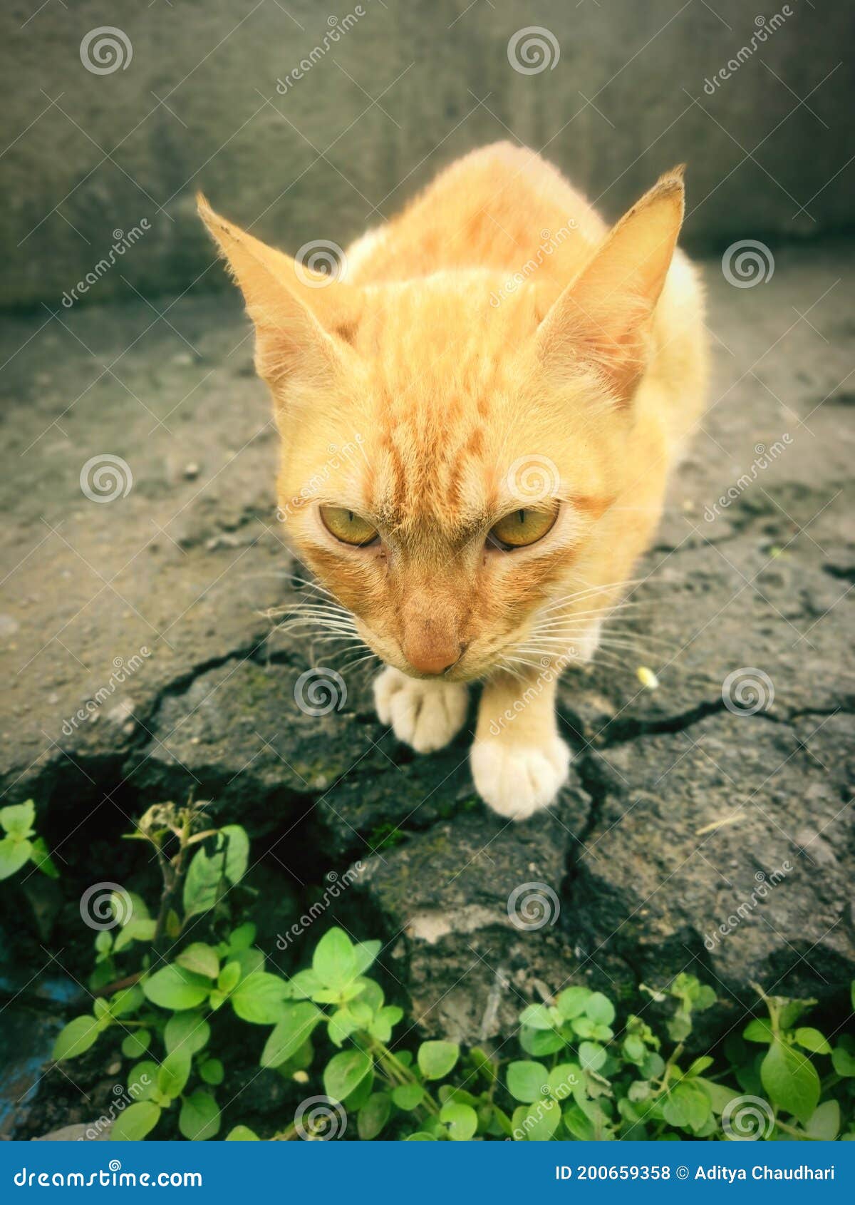 Cat giving a angry look stock photo. Image of golden - 200659358
