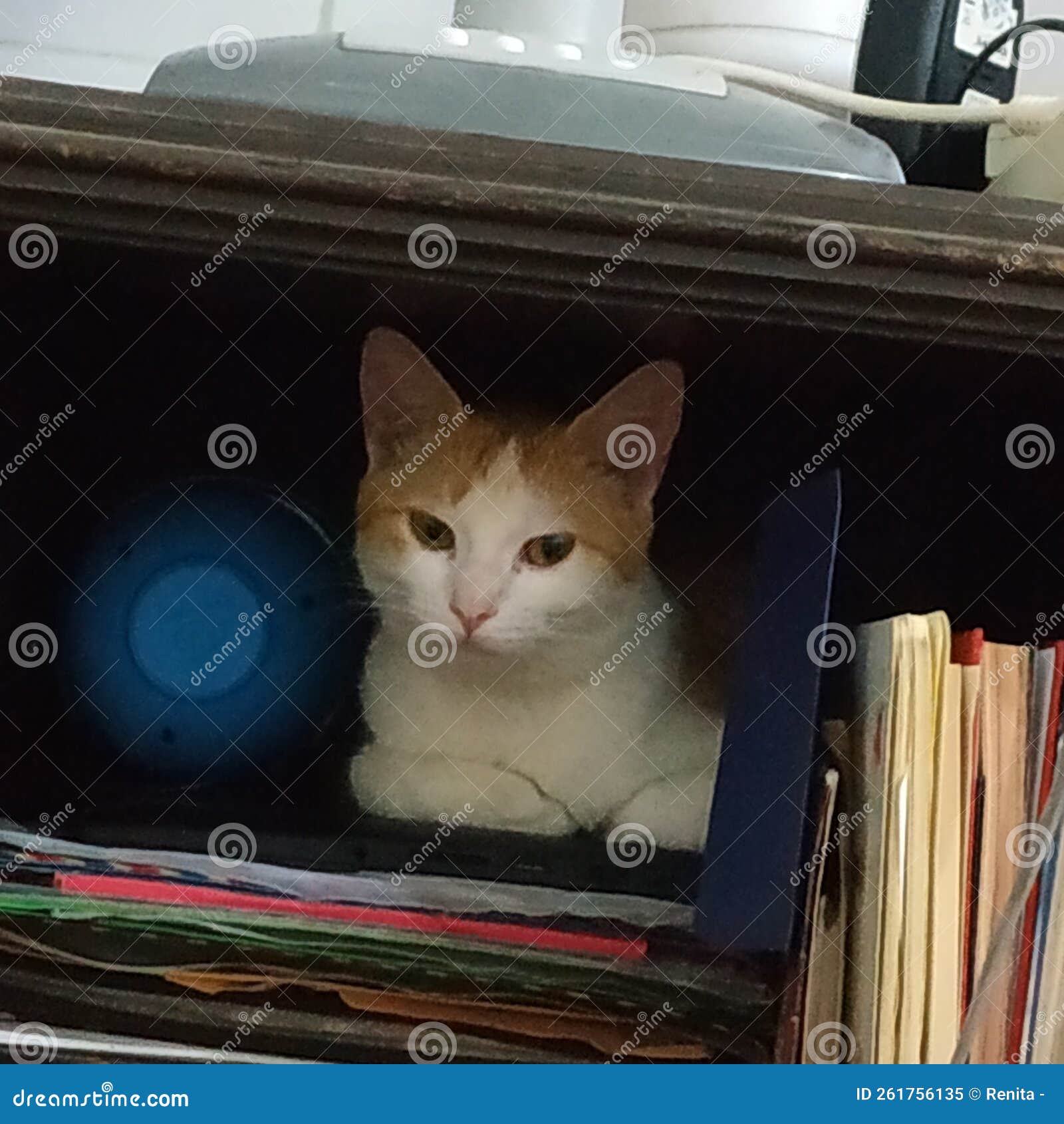 The Cat Glances at Me Over the Book Stock Image - Image of whiskers ...