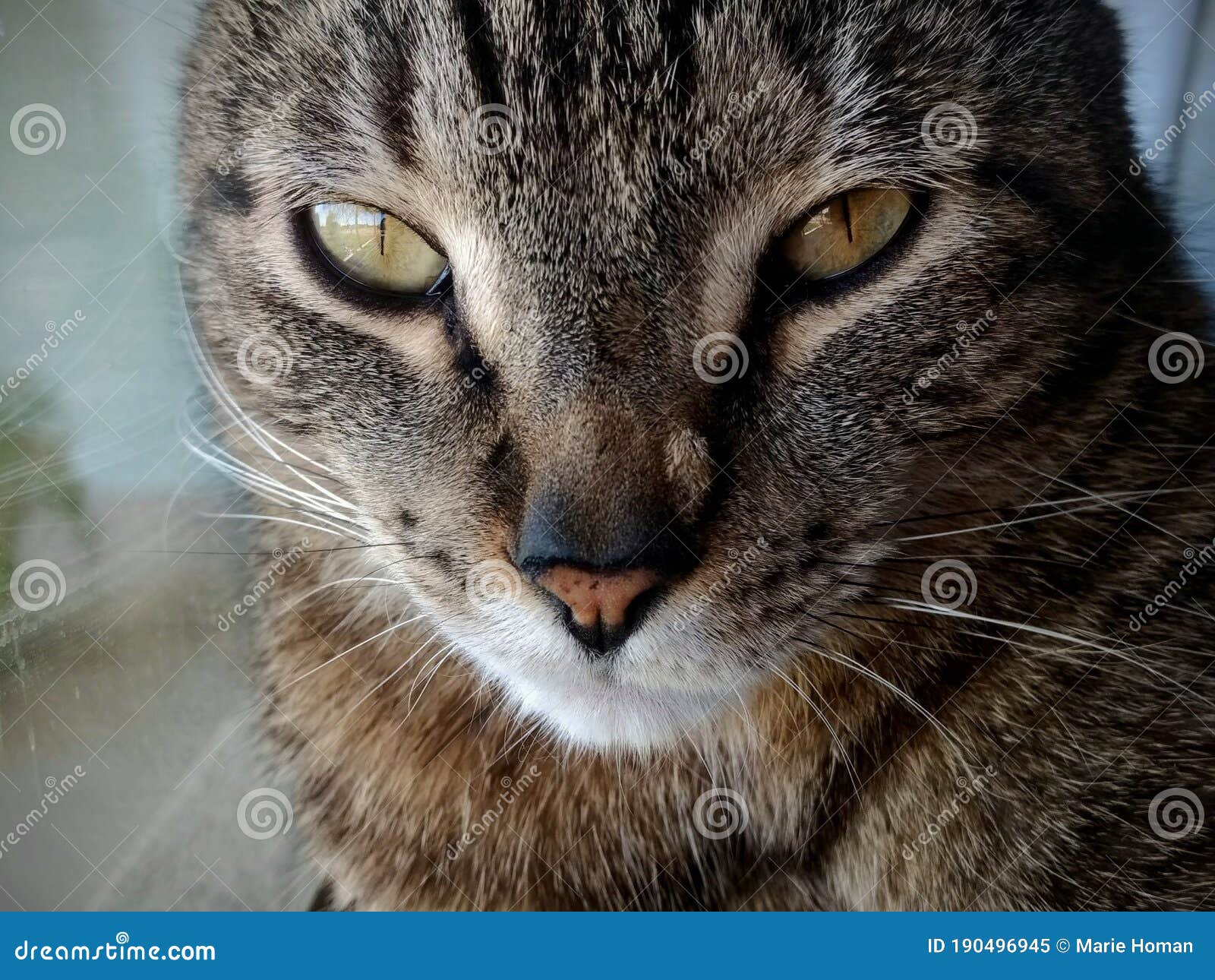 Cat Glare Of Death Not To Be Mess With Stock Image - Image of death ...