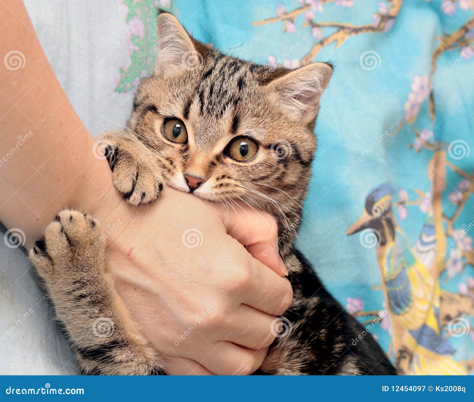 A Cat is Gnawing Her Owner S Handle Stock Image - Image of vein, tooth ...