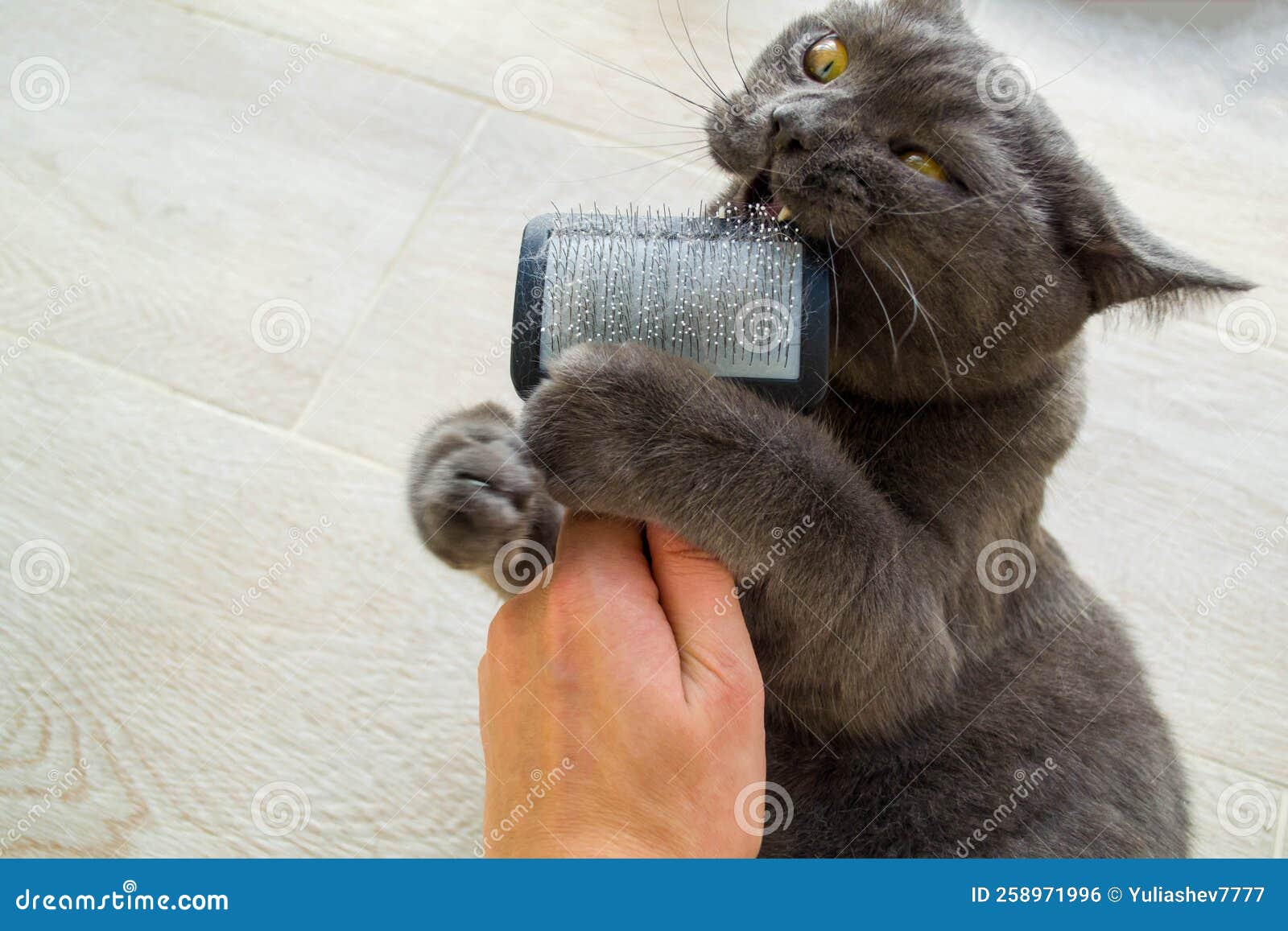 The Cat Gnaws a Comb for the Cat Stock Photo - Image of kitty ...