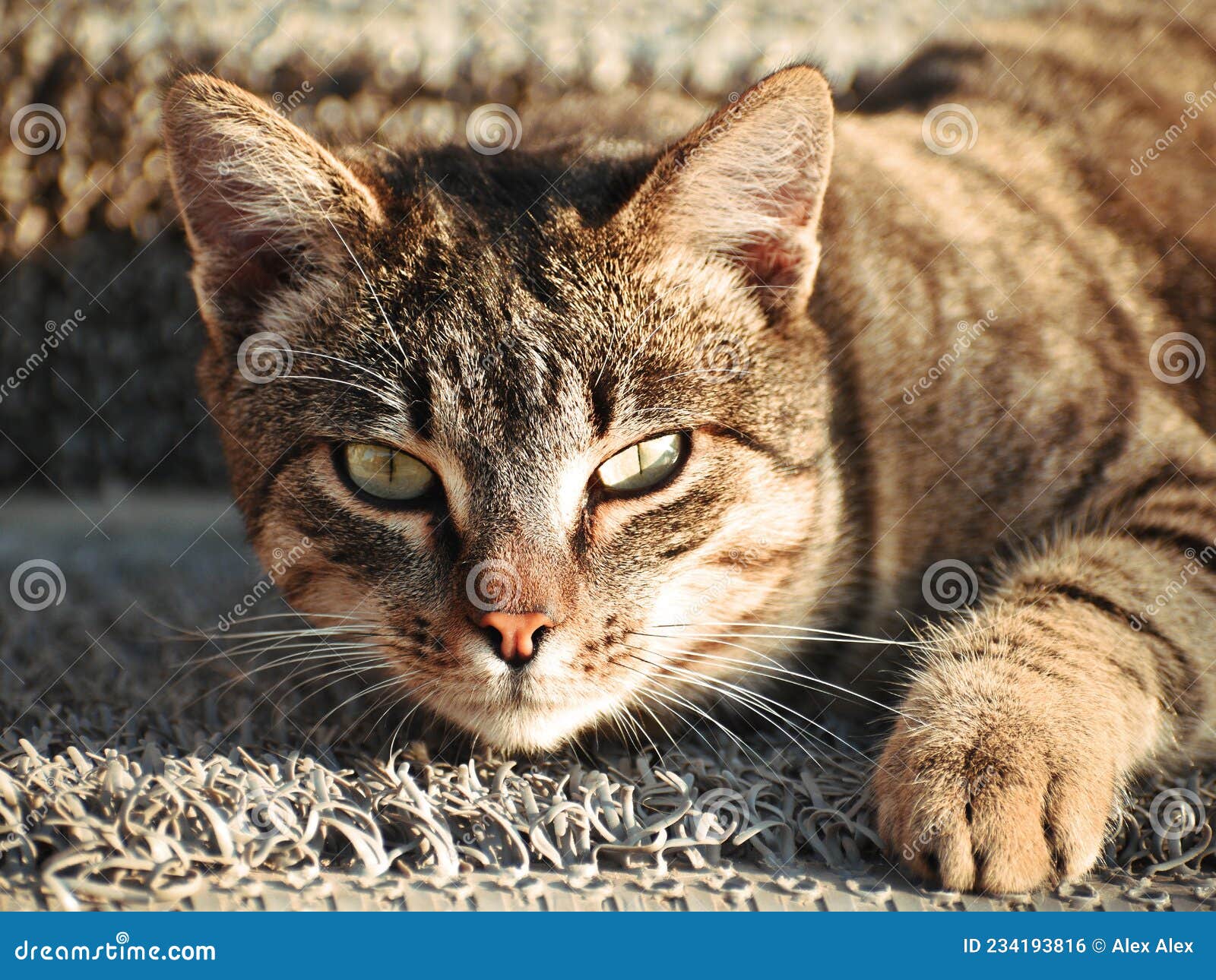 Cat goes meow stock photo. Image of meow, beautiful - 234193816