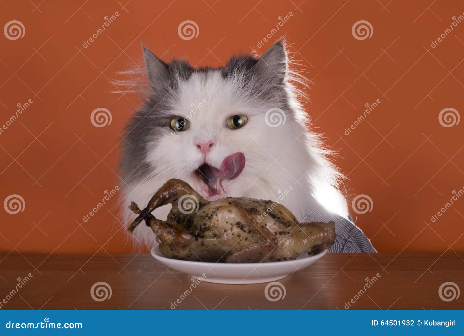 Cat is Going for Dinner Chicken Stock Photo - Image of family, animal ...