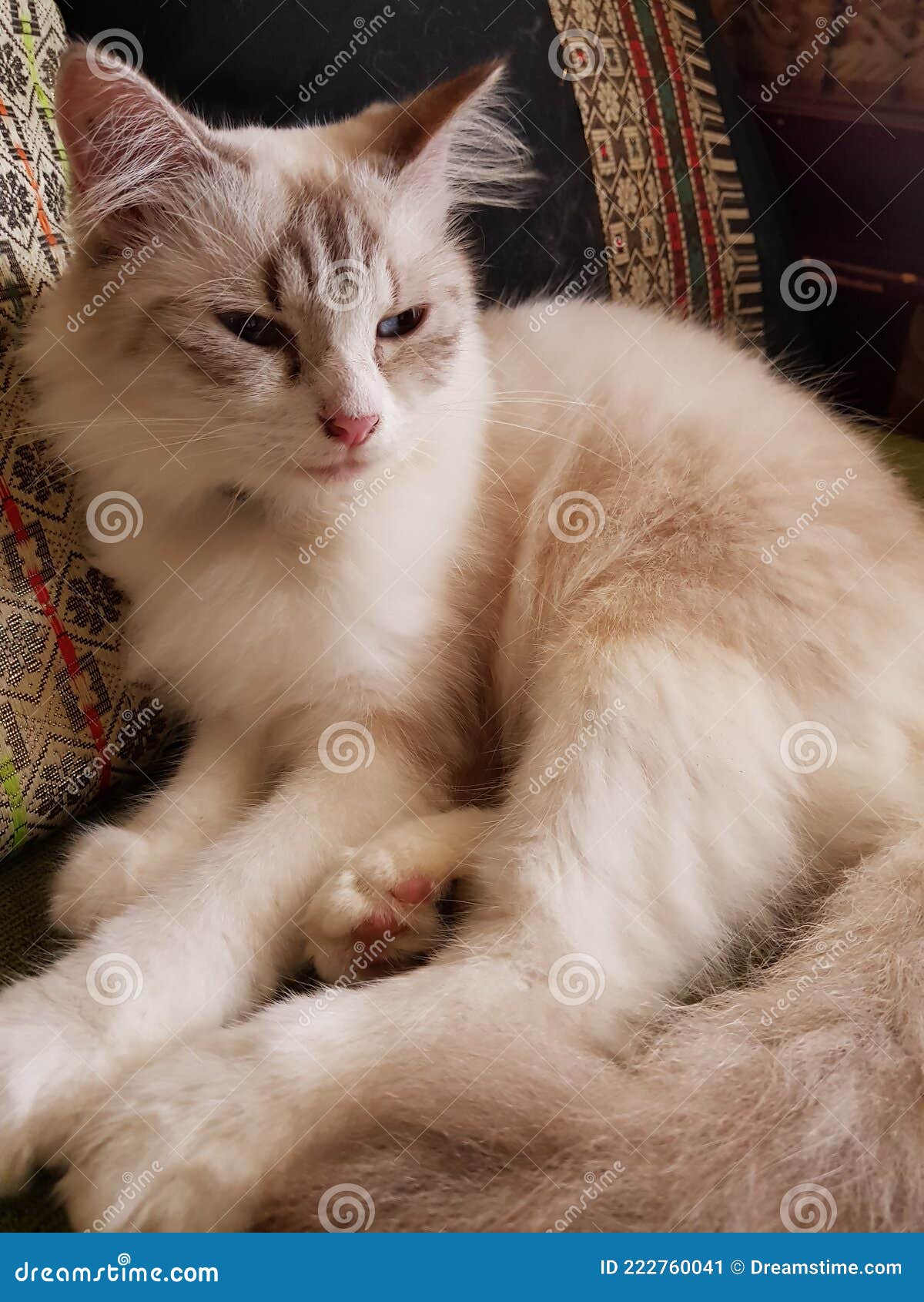 Cat is going to sleep stock image. Image of animal, whiskers - 222760041