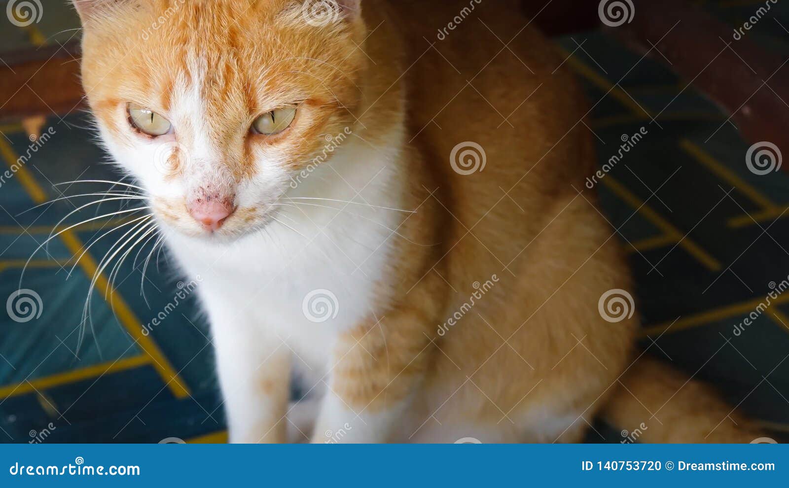 A Cat with Gold and White Fur Stock Photo - Image of pretty, nose ...