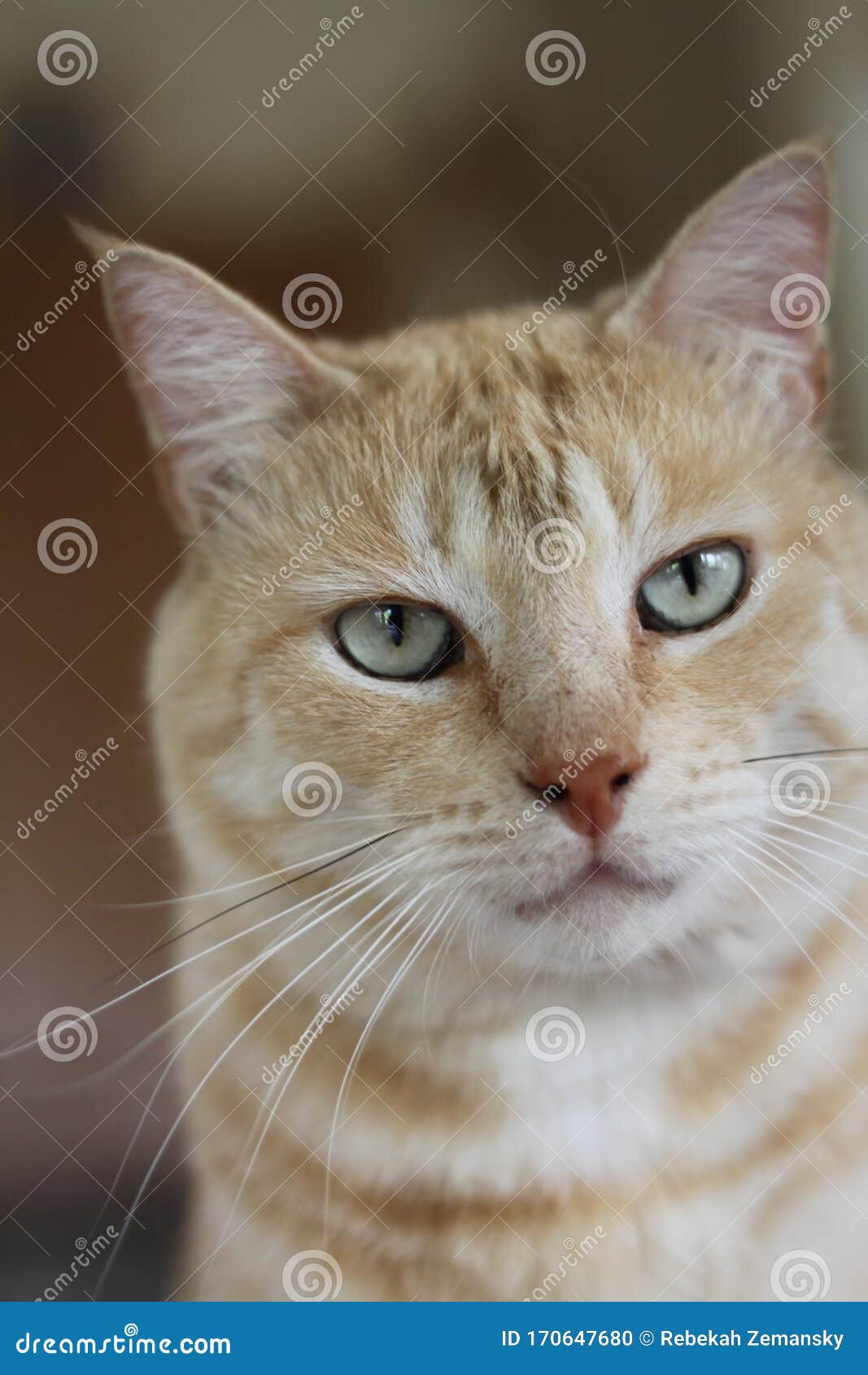 Cat gold white 6268 stock photo. Image of alert, adopted - 170647680