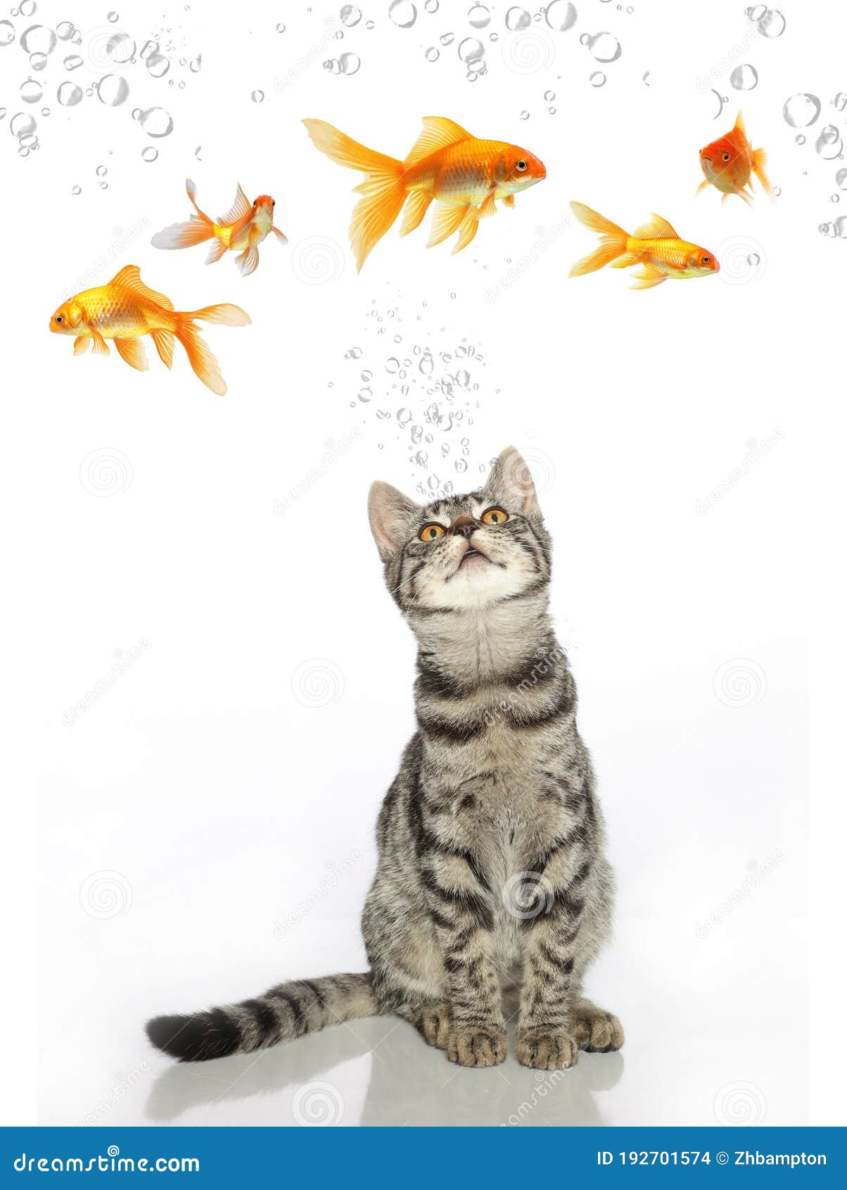 Cat and Goldfish Making a Choice Stock Photo - Image of diversity, gold ...