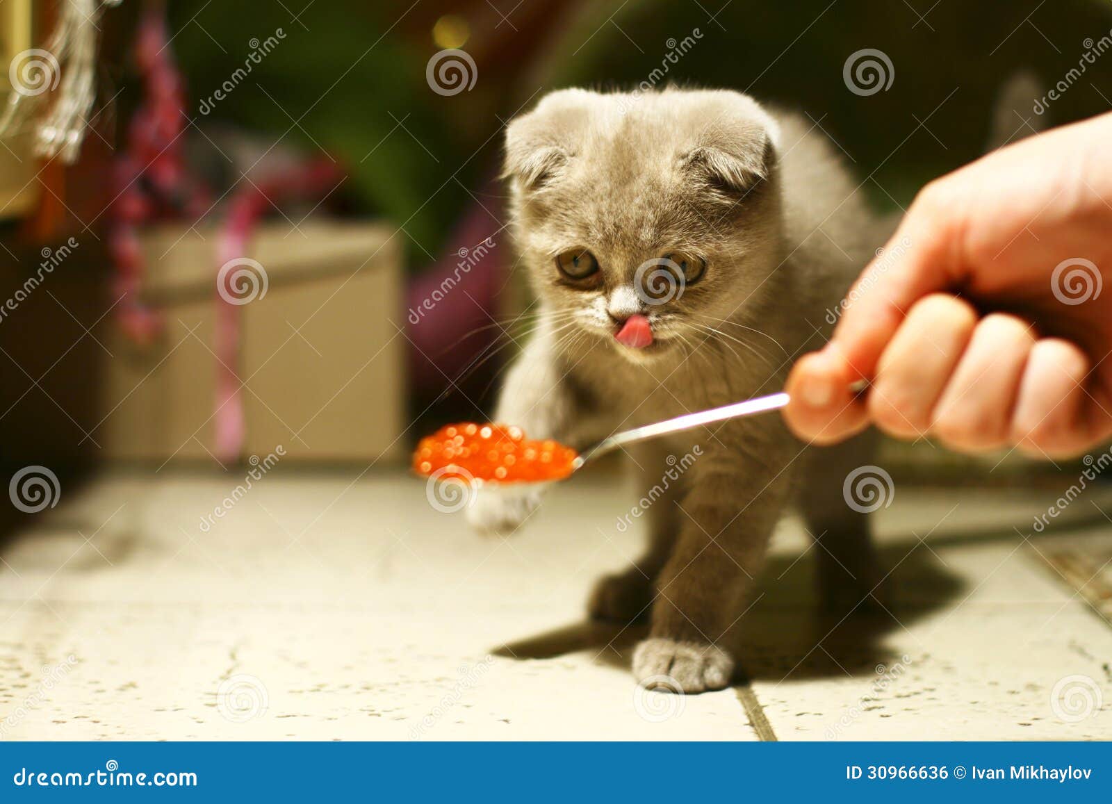 Cat gourmet stock photo. Image of scottish, mammal, gray - 30966636