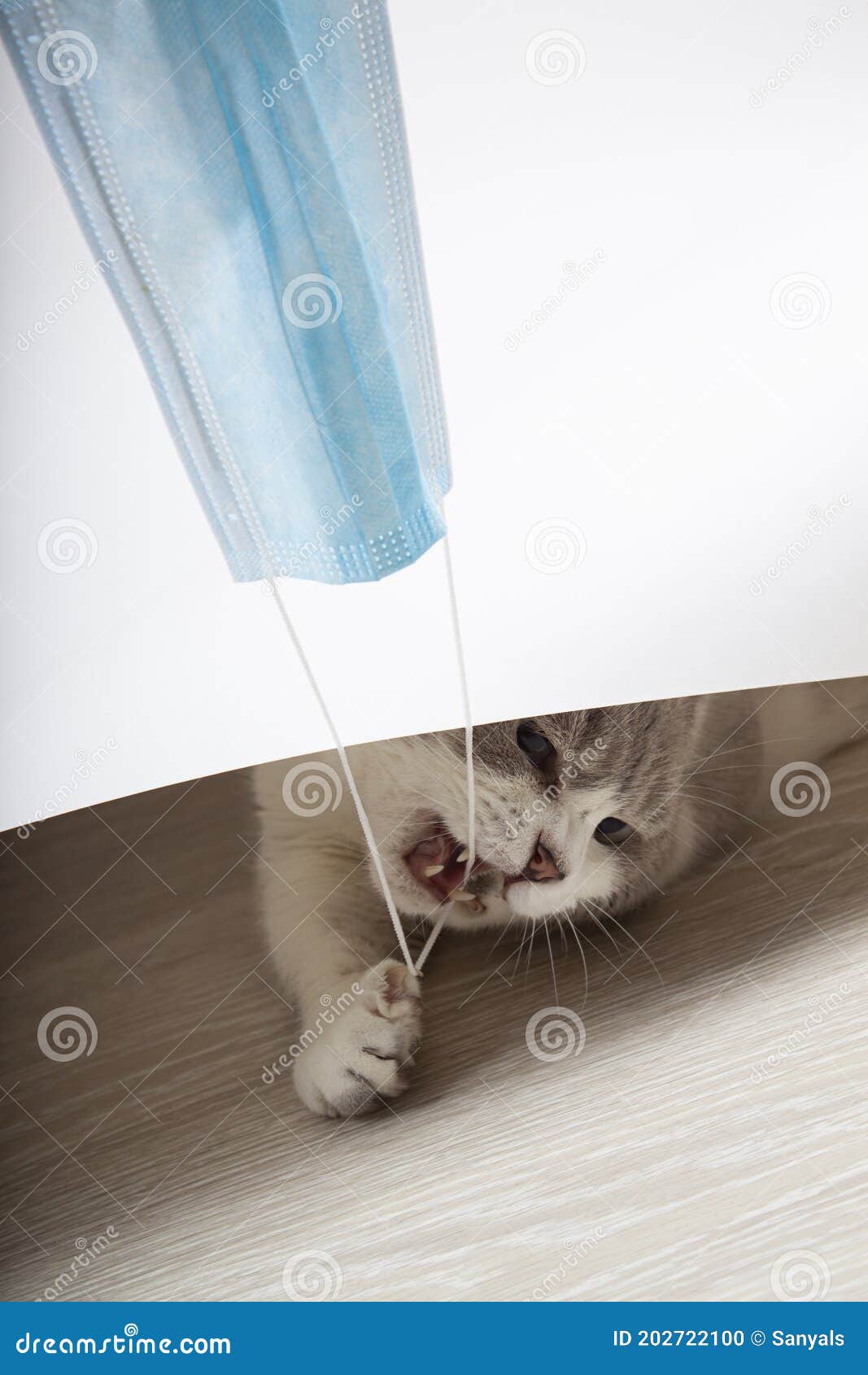 Cat Grabbed the Mask. Medical Mask for Cat. Virus Protected Cat Stock ...