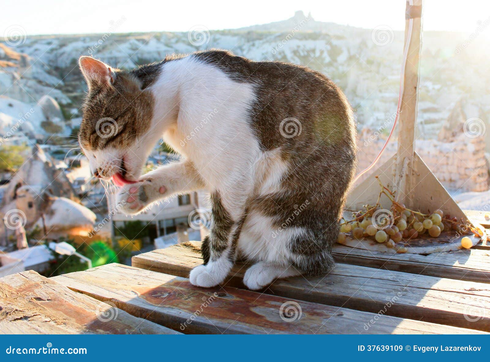 Cat and Grapes in Cappadocia Stock Image - Image of washes, september ...