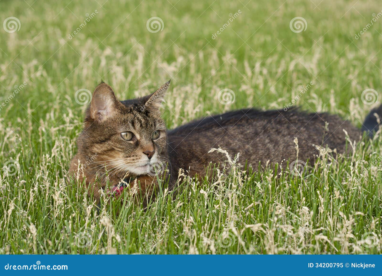 Cat in the grass stock image. Image of summer, spring - 34200795