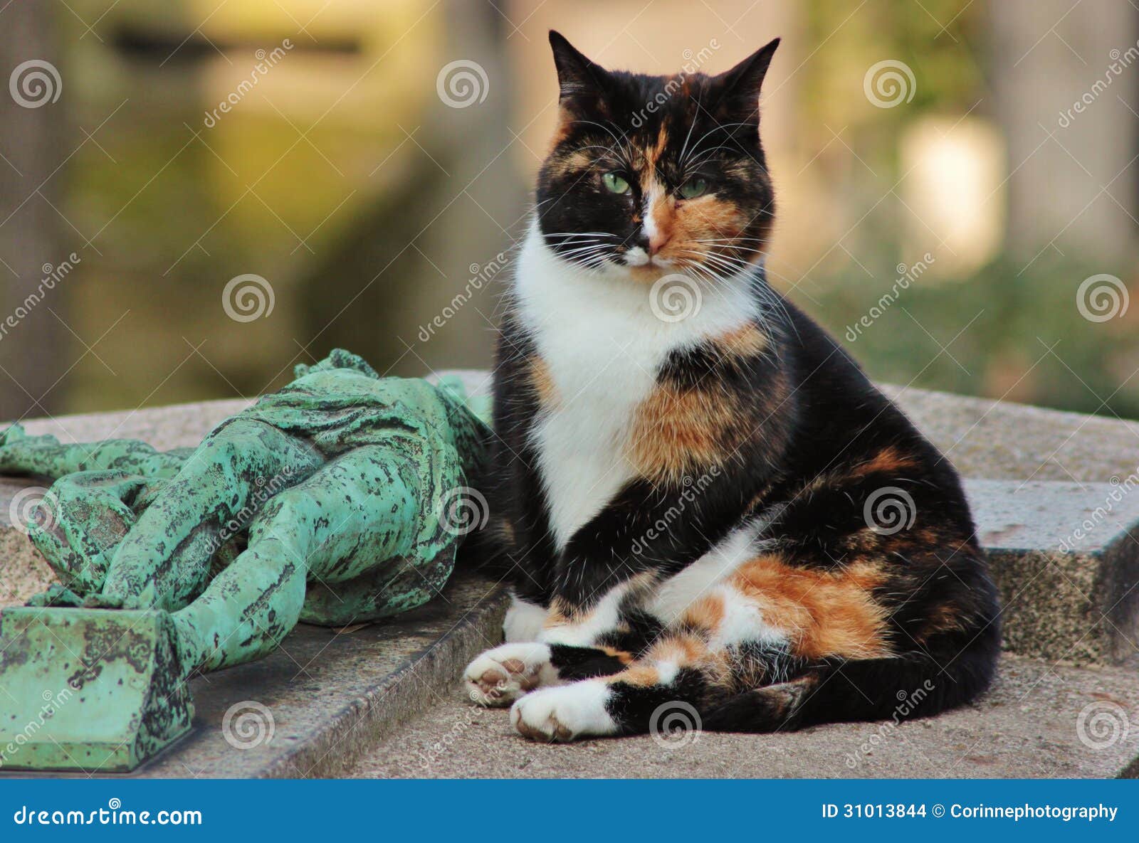 Cat on a grave stock photo. Image of seated, tomb, cemetery - 31013844