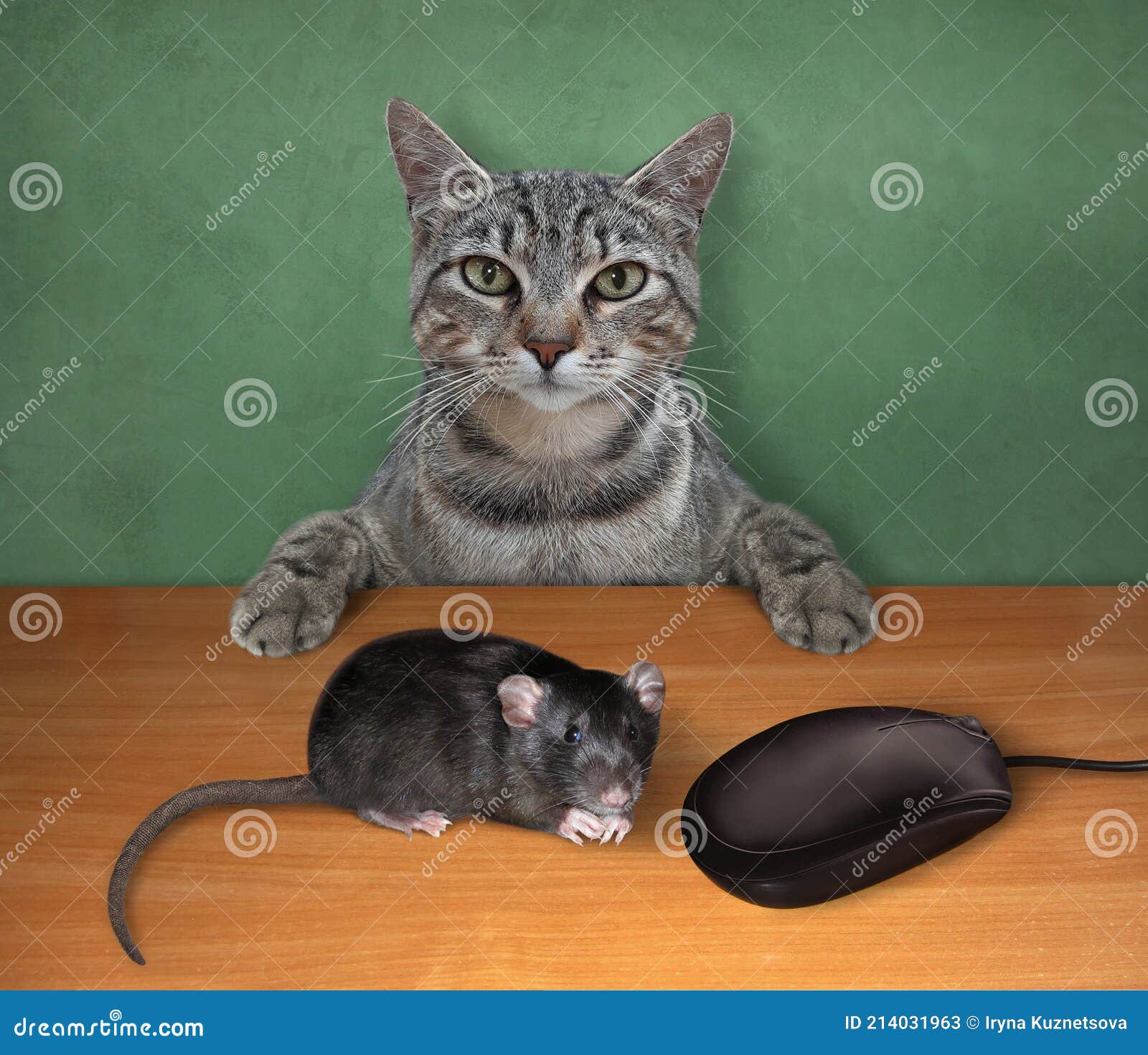Cat Gray with Black Computer Mouse Stock Image - Image of closeup ...