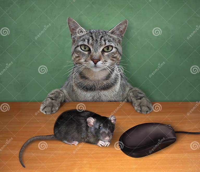 Cat Gray with Black Computer Mouse Stock Image - Image of closeup ...