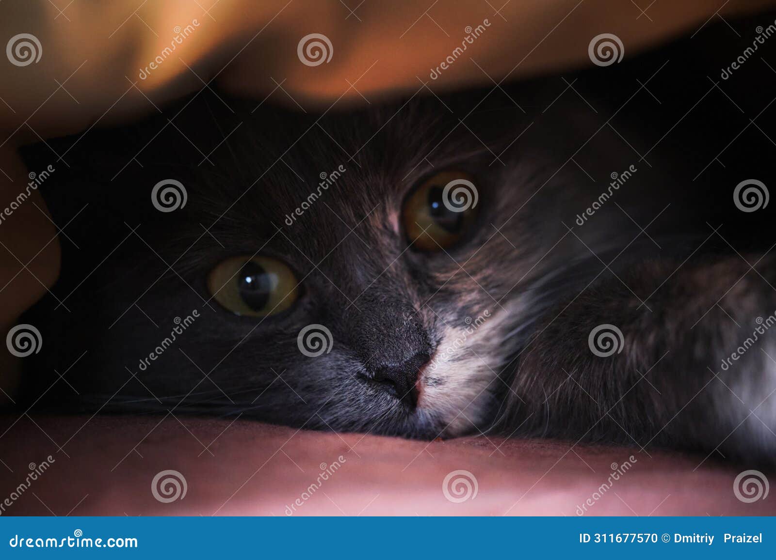 Cat Gray Muzzle Peeks Out from Under the Blanket. Color Cat Muted ...