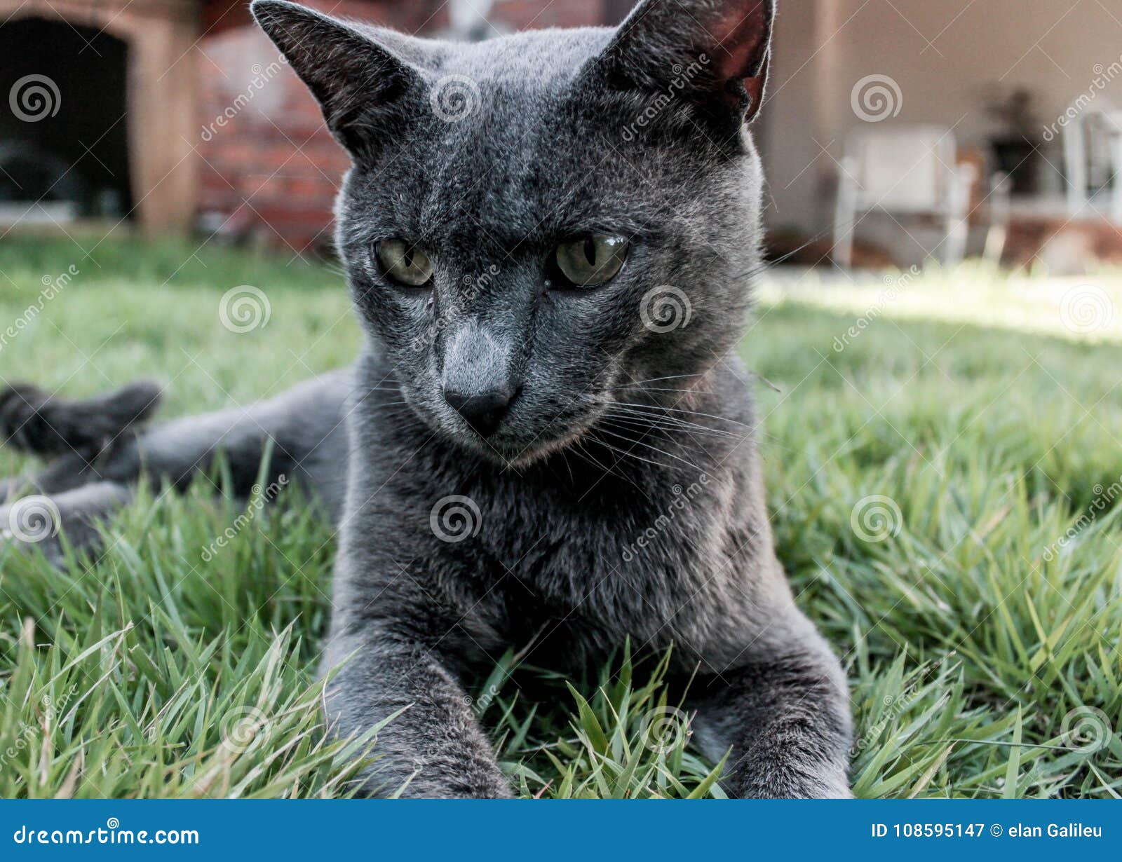 Cat Gray stock image. Image of nature, gray, green, animals - 108595147
