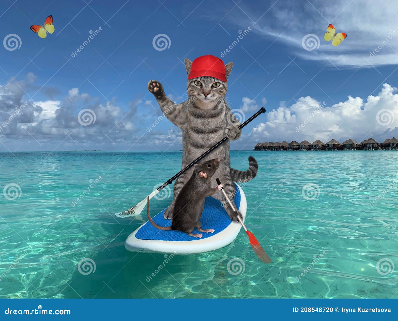 Cat Gray on Stand Up Paddle Board 2 Stock Photo - Image of holding ...