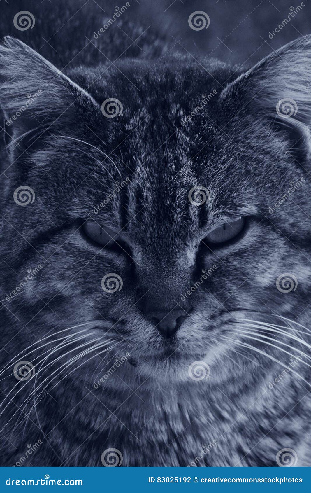 Cat In Grayscale Photo Picture. Image: 83025192