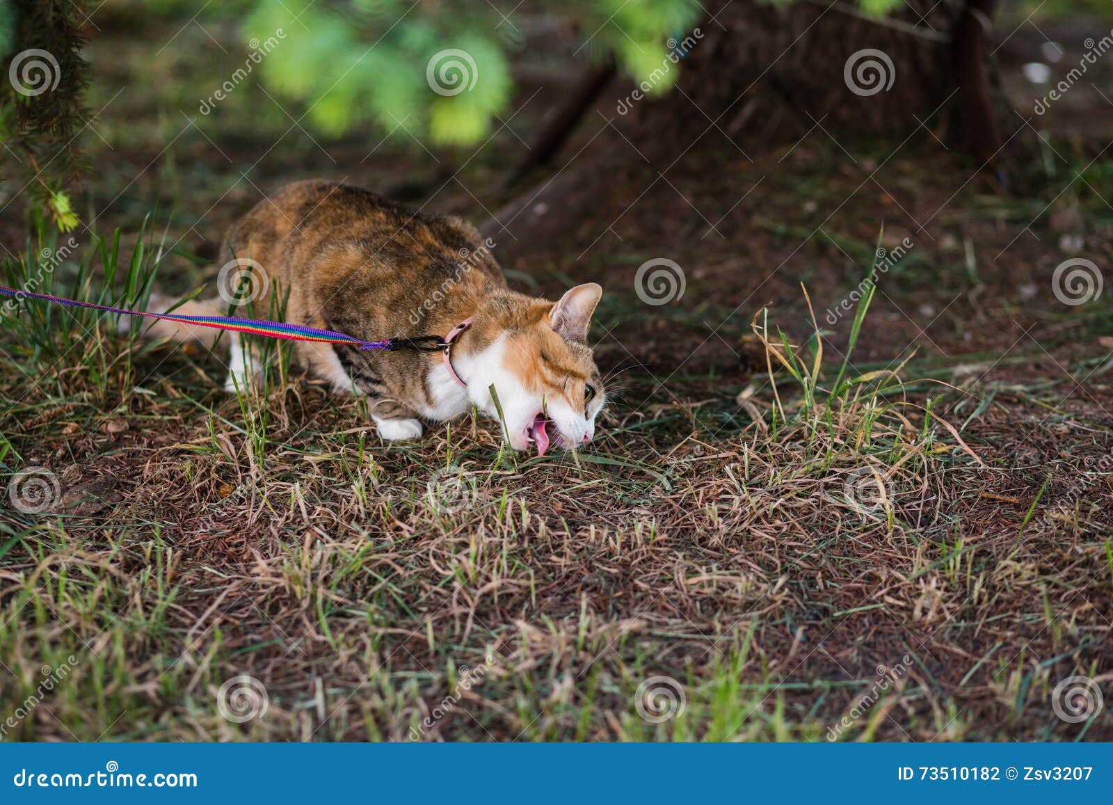 Cat Greedy Eating Grass on Walk Stock Photo - Image of animal, food ...