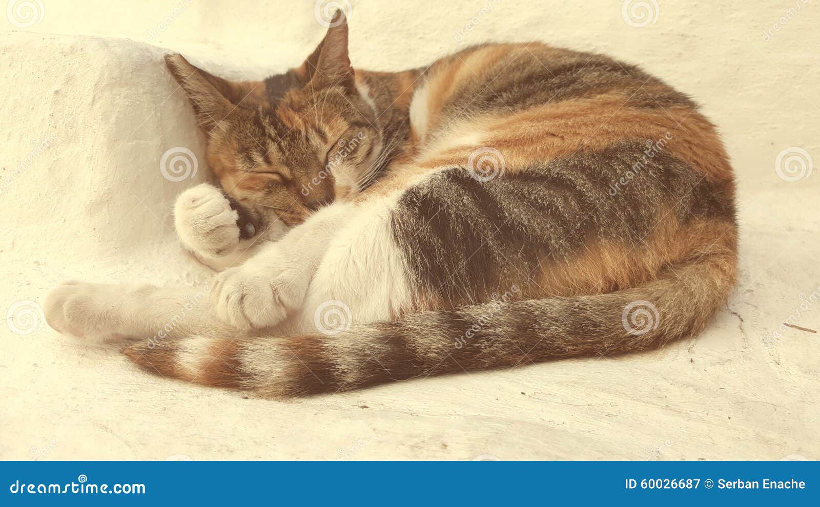 Greek Calico Cat At Wall Near Sea Royalty-Free Stock Photography ...