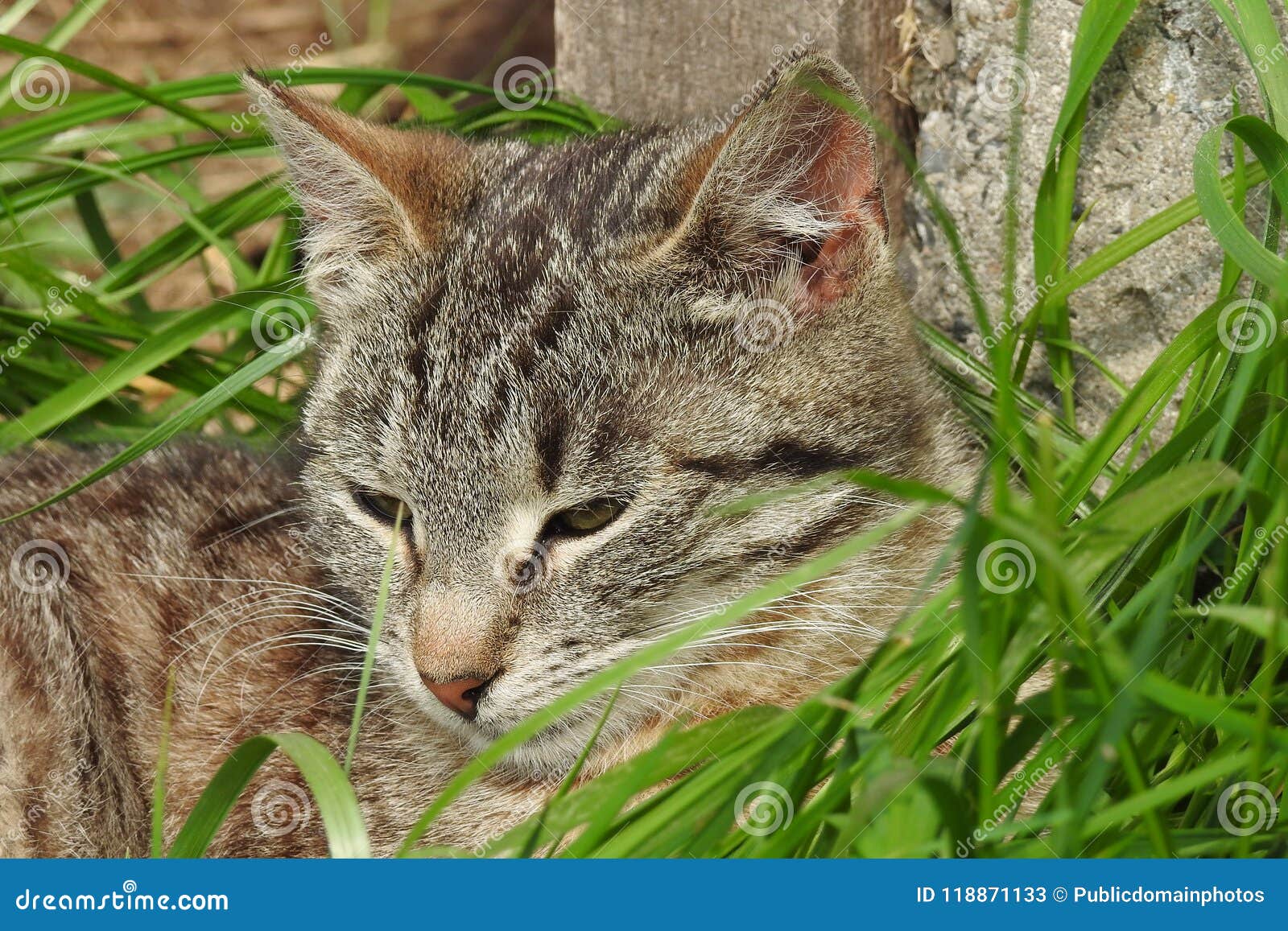 Cat, Green, Fauna, Mammal Picture. Image: 118871133