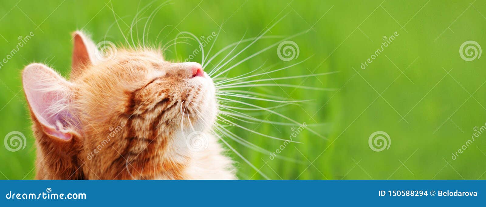 Cat in Green Grass - Banner - Web Header Template Stock Photo - Image ...