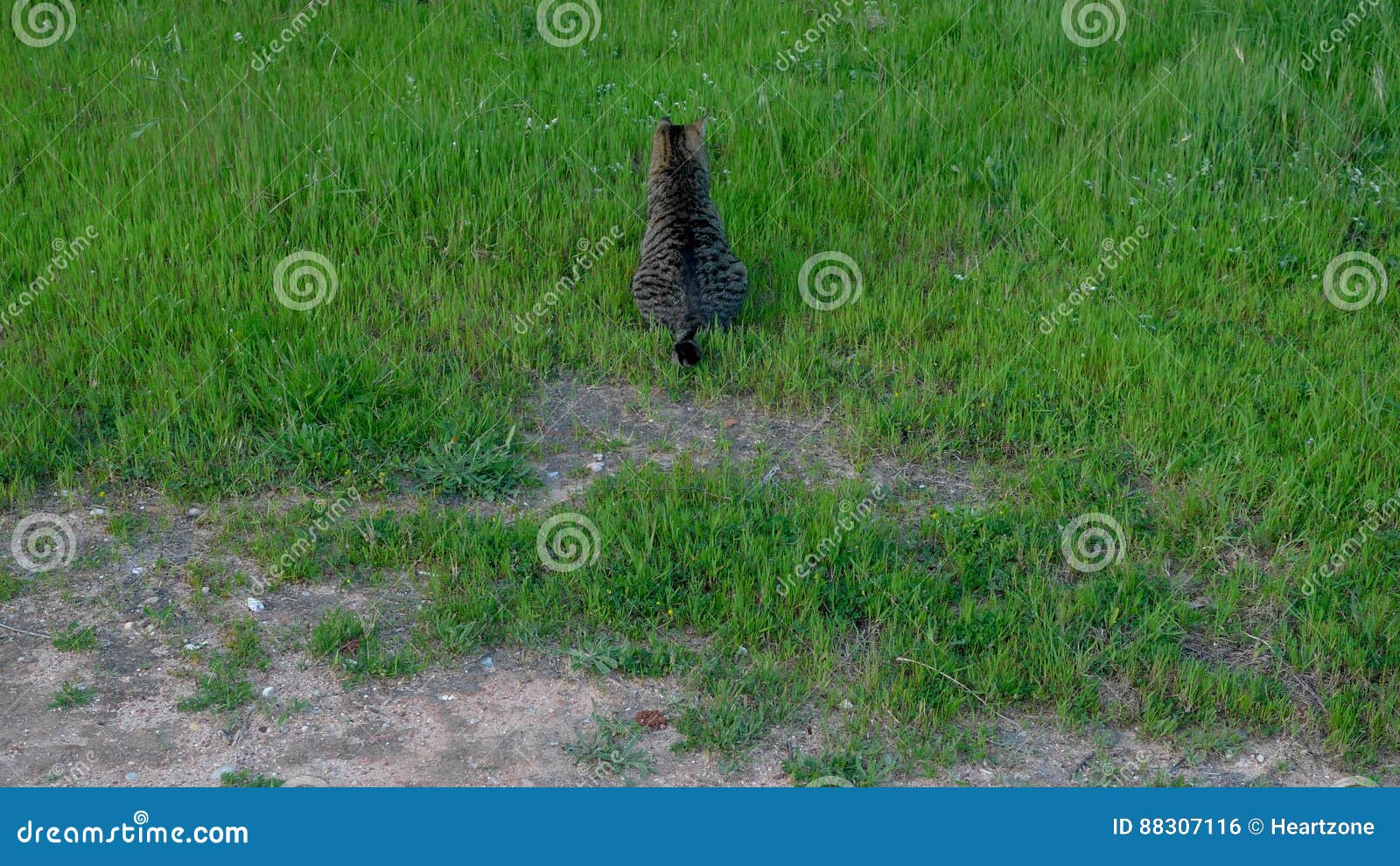 Cat in a green grass field stock photo. Image of seated - 88307116