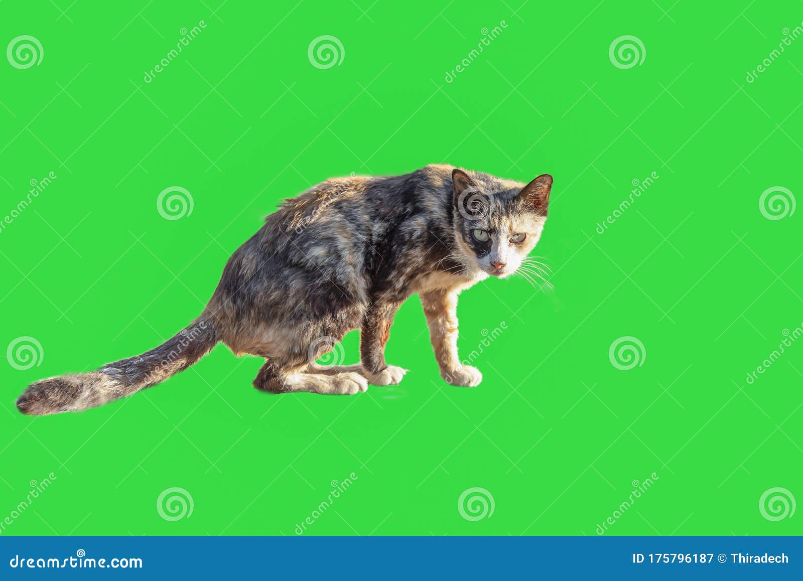 623 Green Screen Cat Photos - Free & Royalty-Free Stock Photos from ...
